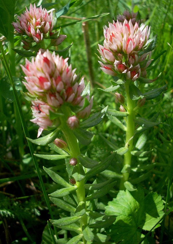 Rocky Mountain Wildflowers - Climbing